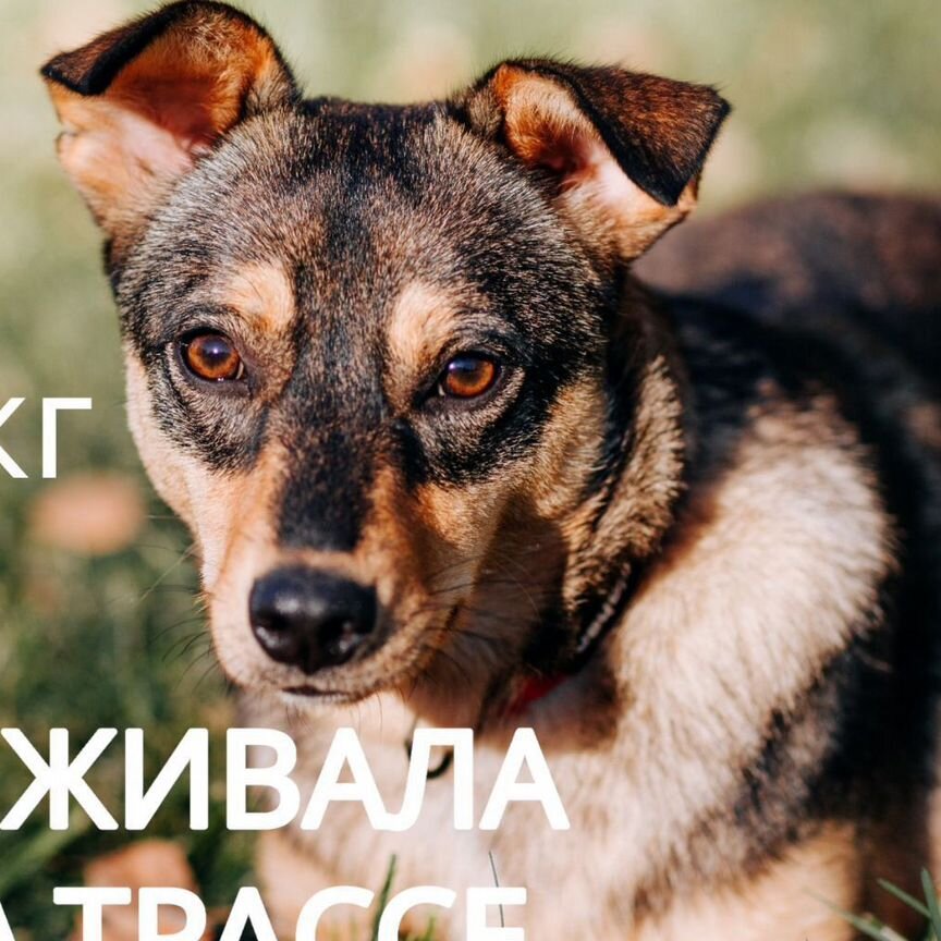 Взрослая собака в добрые руки