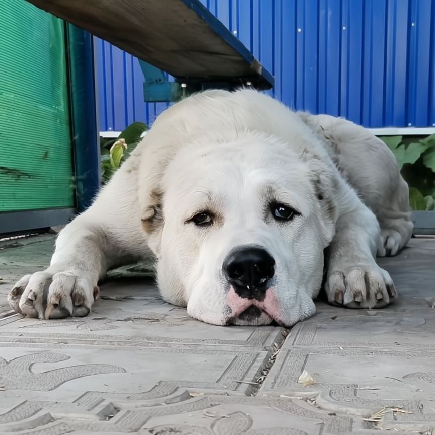 Среднеазиатская овчарка, взрослая собака