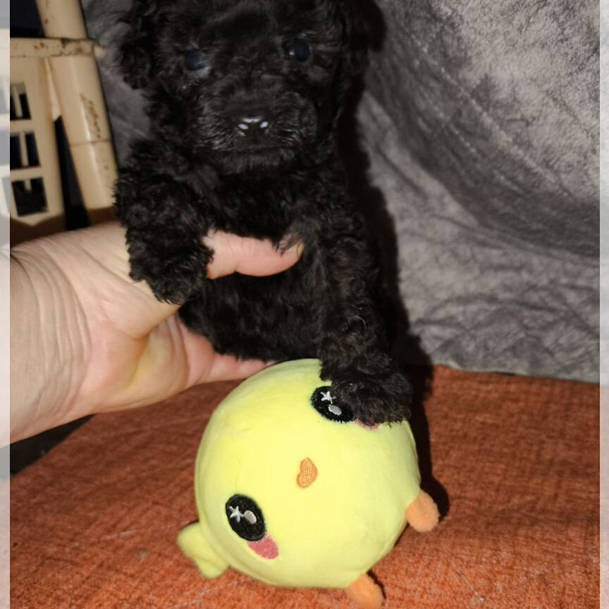 Той-пудель, щенок