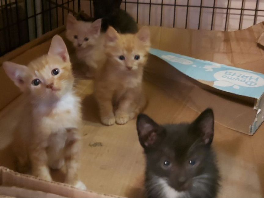 Рыжие и чёрные котята в дар 1 мес