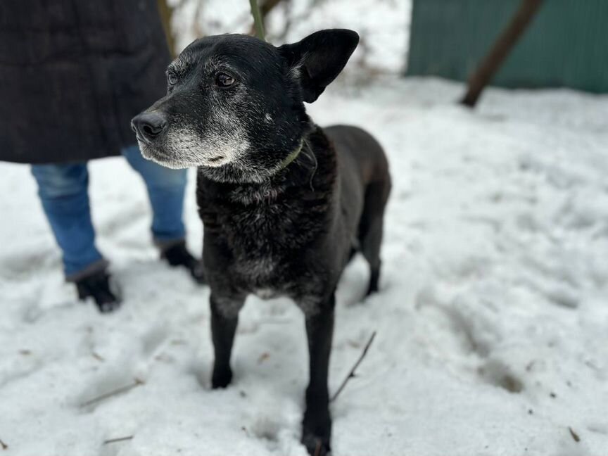 Взрослый добряк из приюта