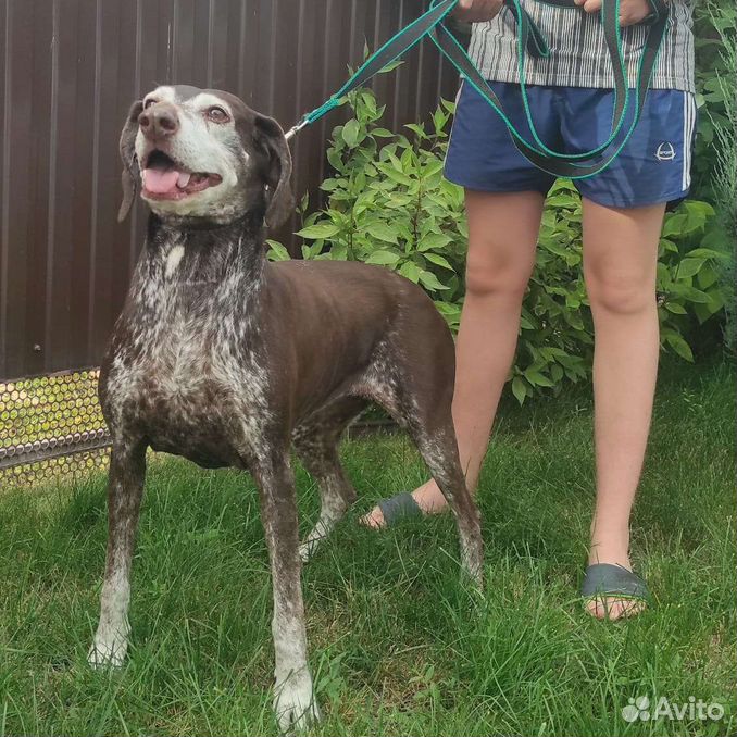 Девочка курцхаар в дар