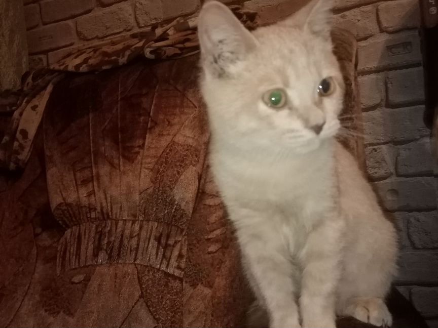 Котики бесплатно в добрые руки
