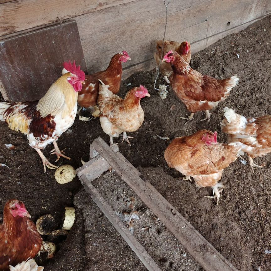 Куры несушки и петух