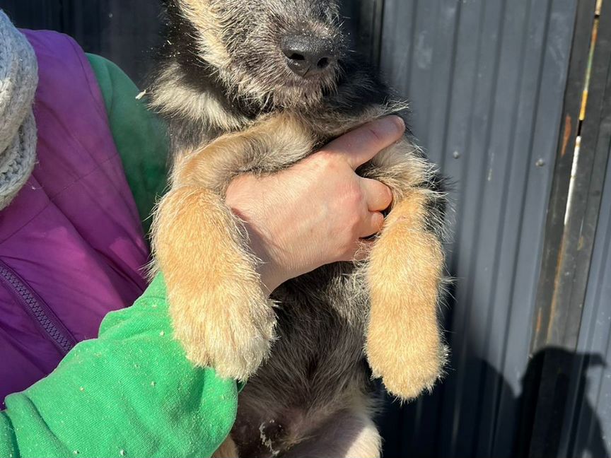 Щенок мальчик в хорошую семью бесплатно