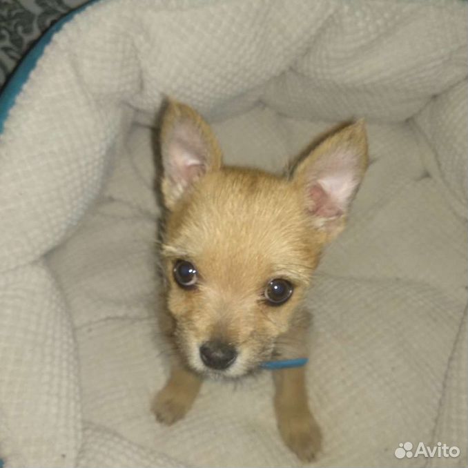 Маленькая собачка мини той терьер