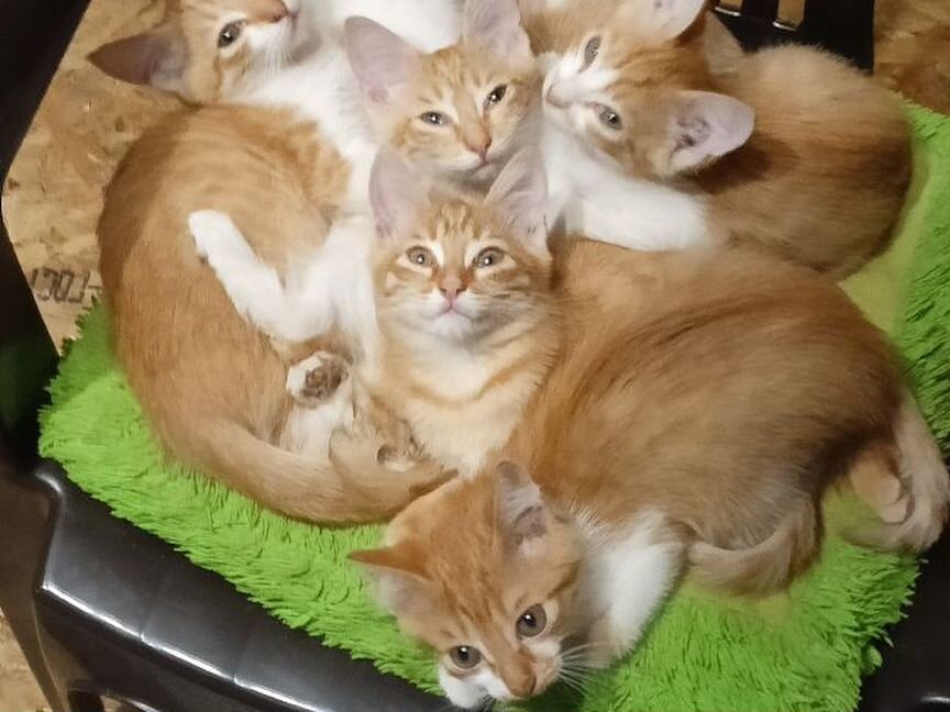 Кошки в добрые руки