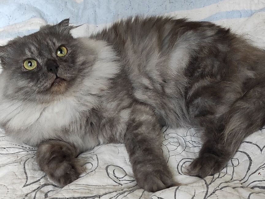 Кошки