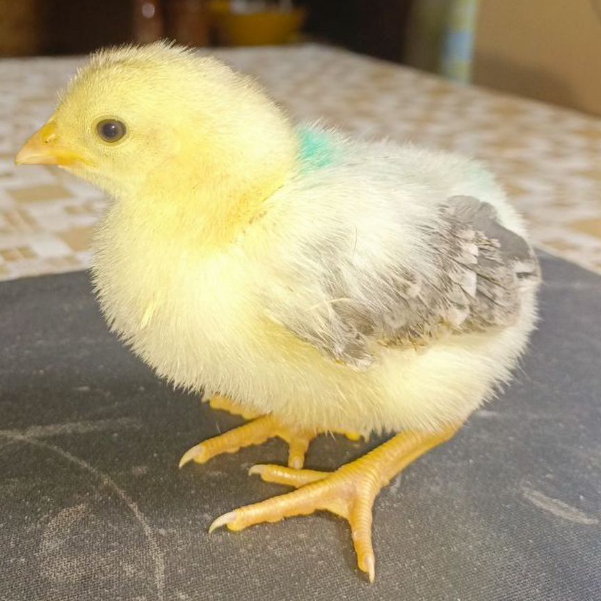 Цыплята - петушки доминта 459 бирюзовое яйцо