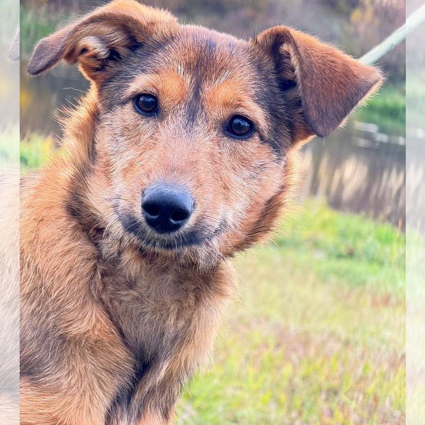 Щенок в добрые руки