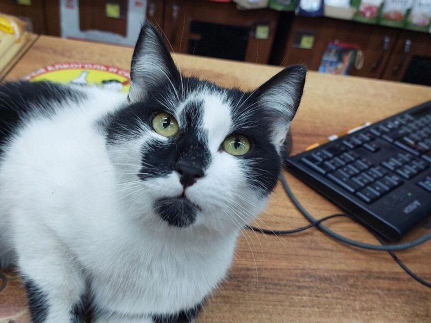 Котик в добрые руки
