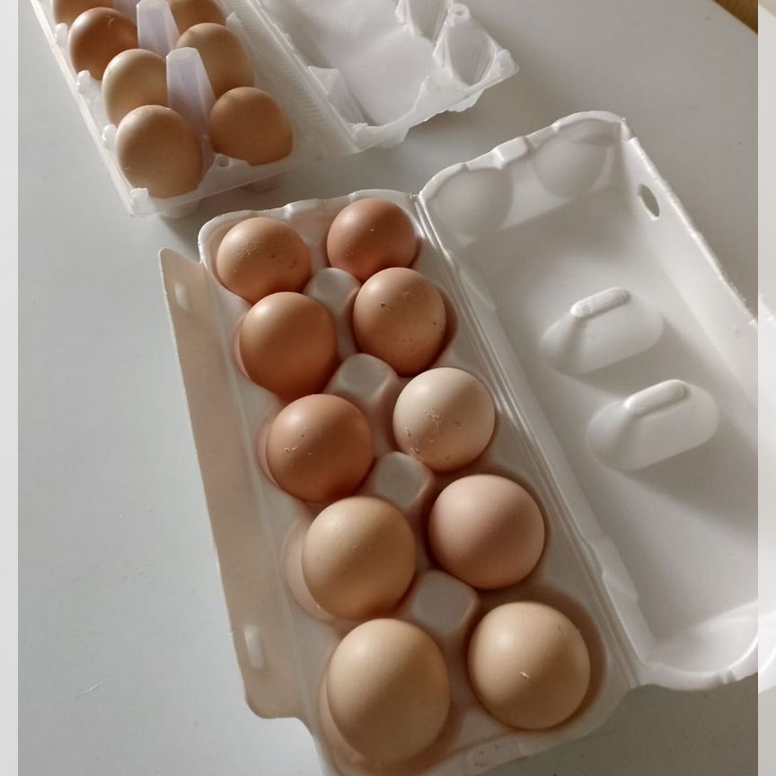 Брама, инкубационное яйцо