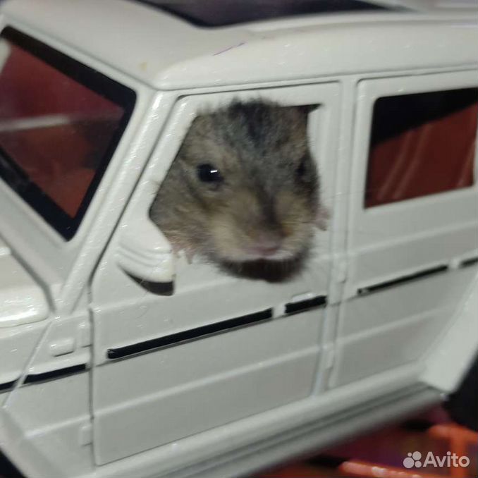 Джунгарские хомячата