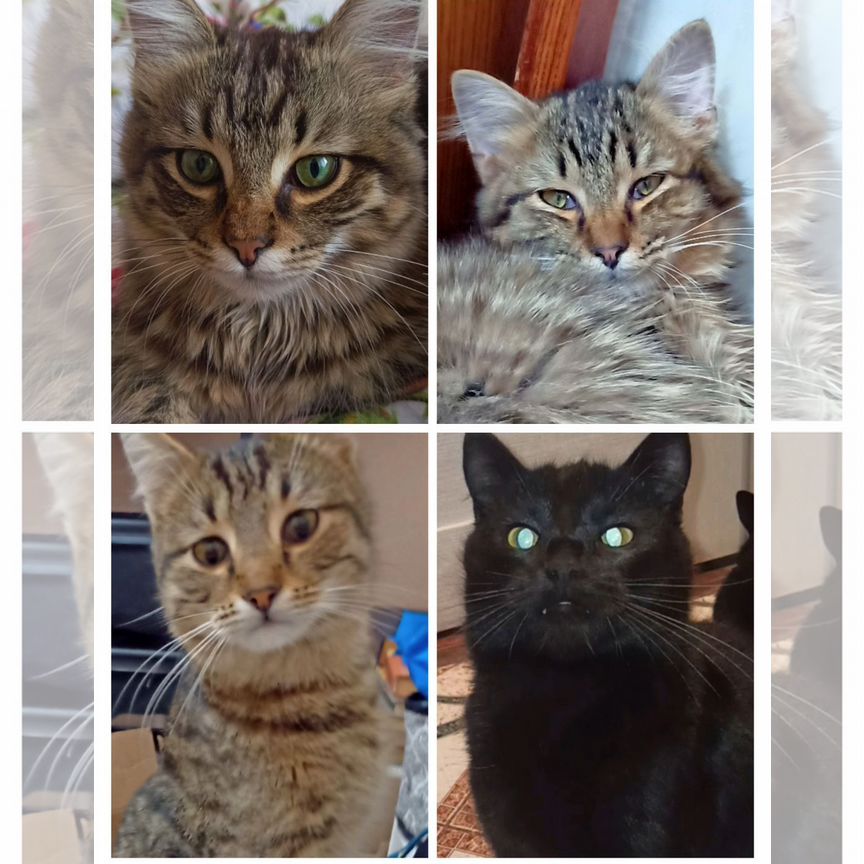 Пропали Четыре кота