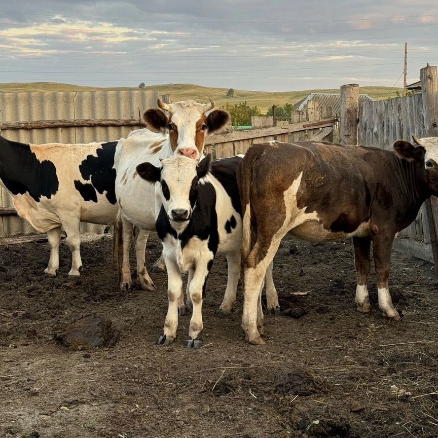 Продам оптом