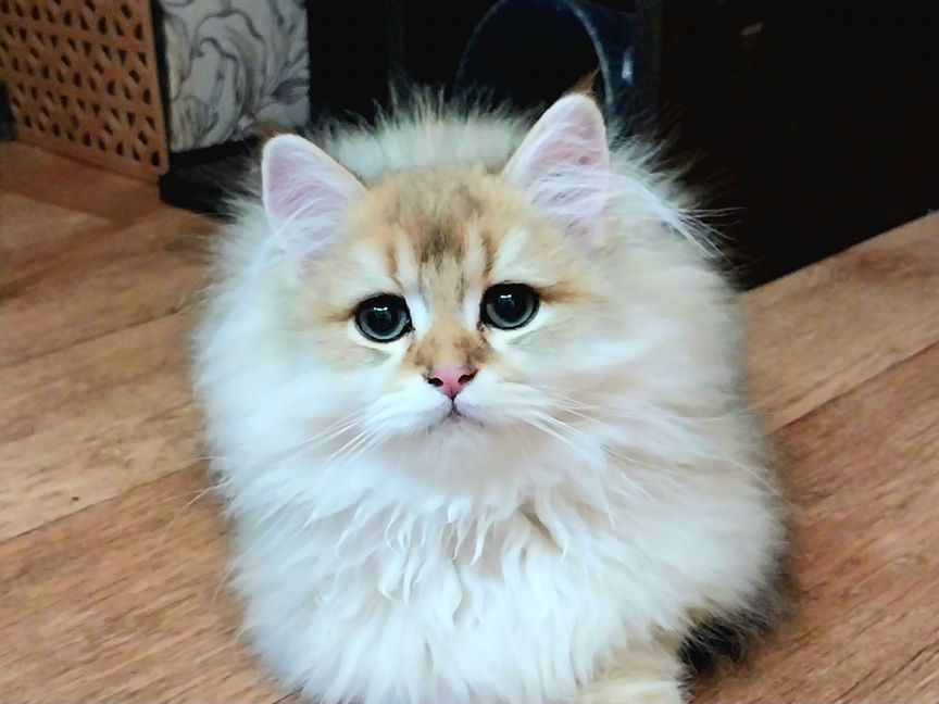 Золотой шотландский пушистик