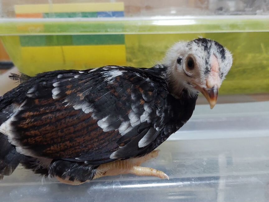 Цыплята Корниш