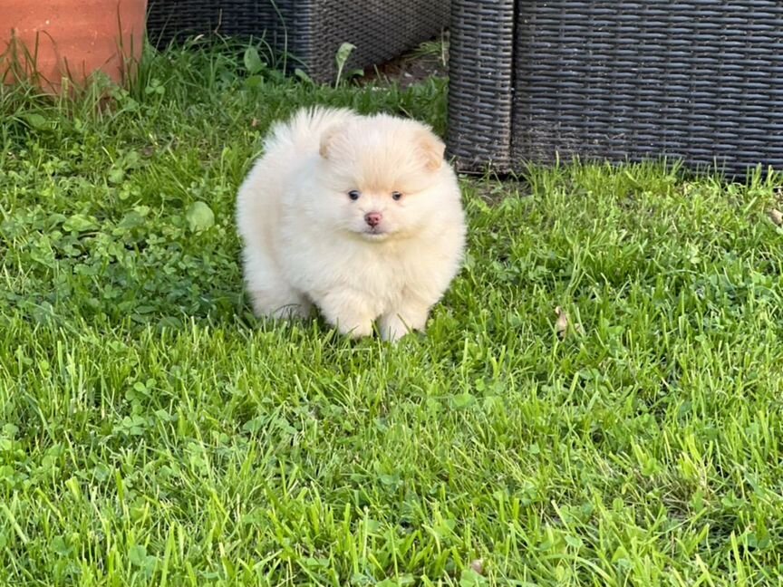 Мальчик шпиц малый крем