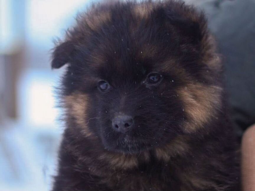 Немецкая овчарка длинношерстная