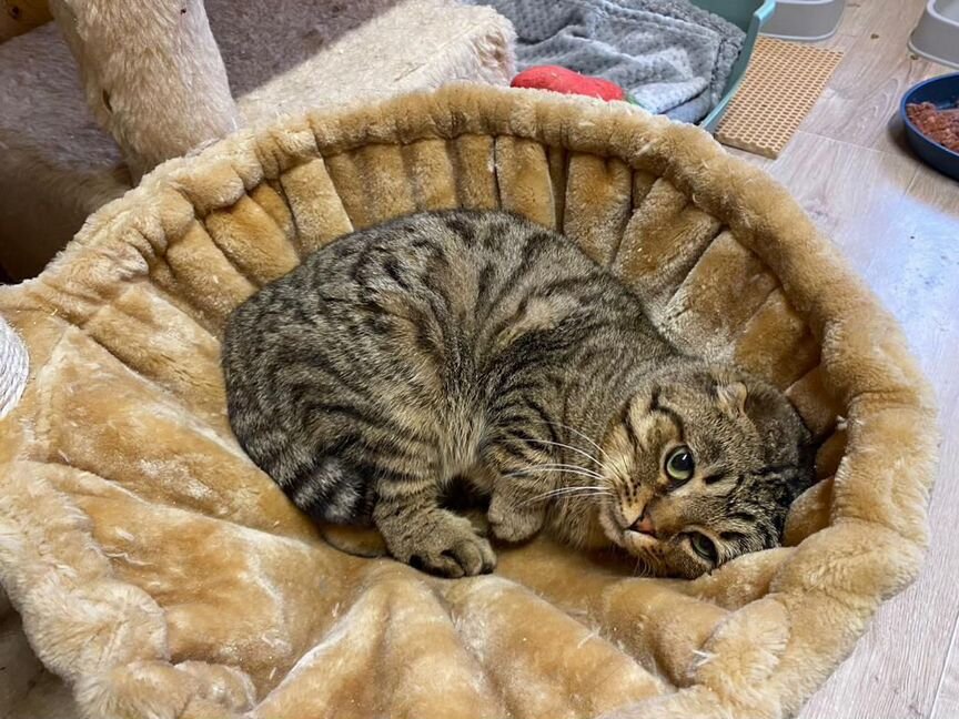 Кошка Фенечка в дар из приюта