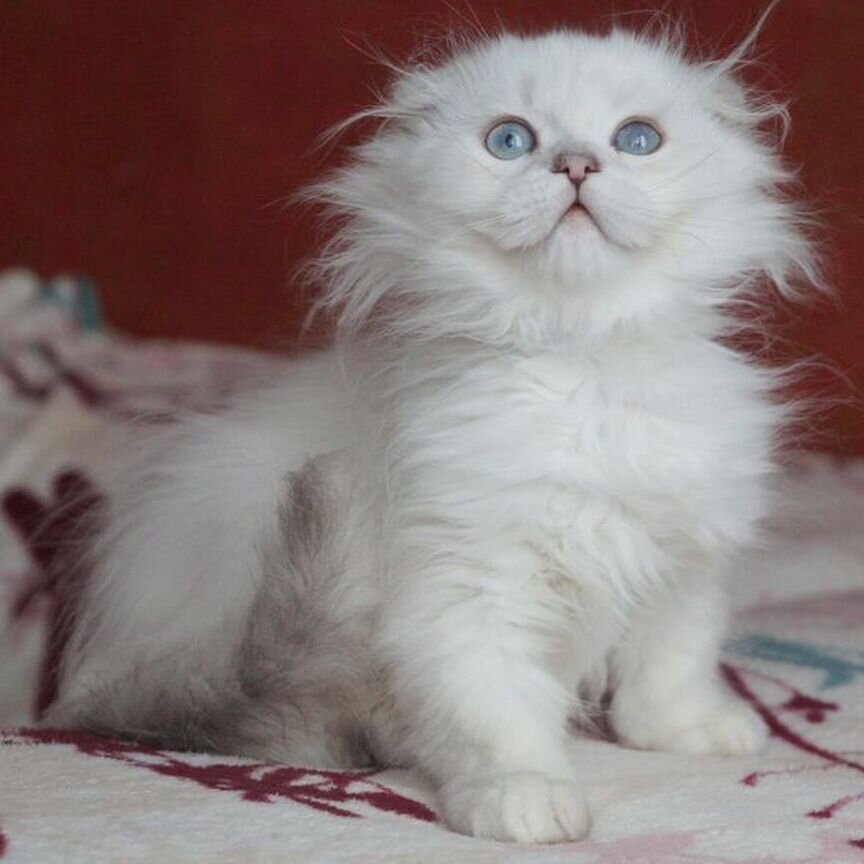 Шотландский вислоухий длинношёрстный котёнок