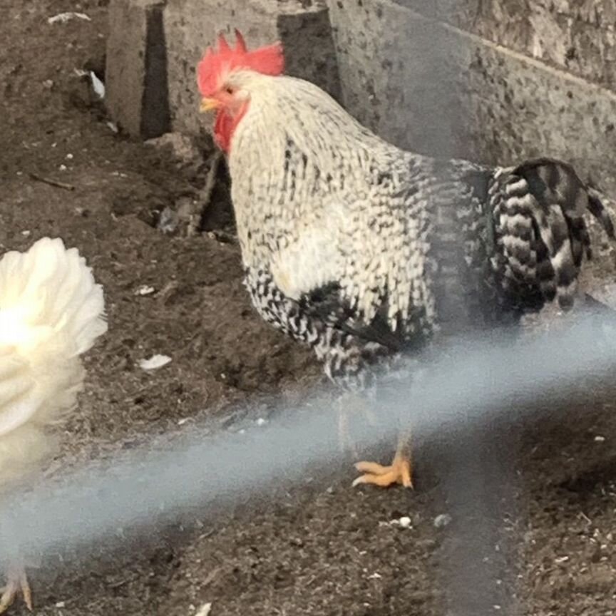 Петух кукушка