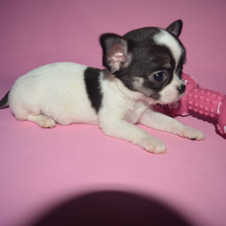 Кукольный мальчик чихуа