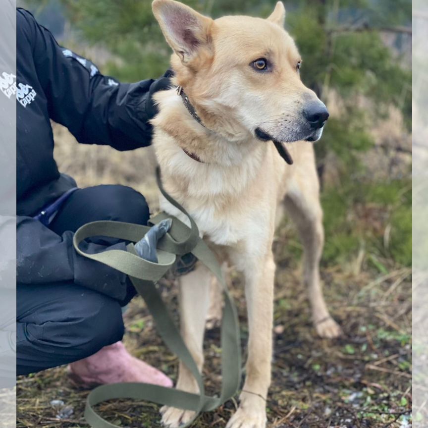 Взрослая собака в добрые руки