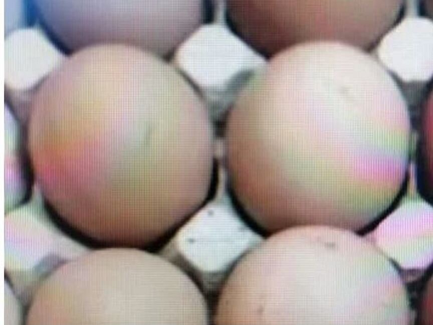 Инкубационное яйцо куриц брама и фазан охотничий