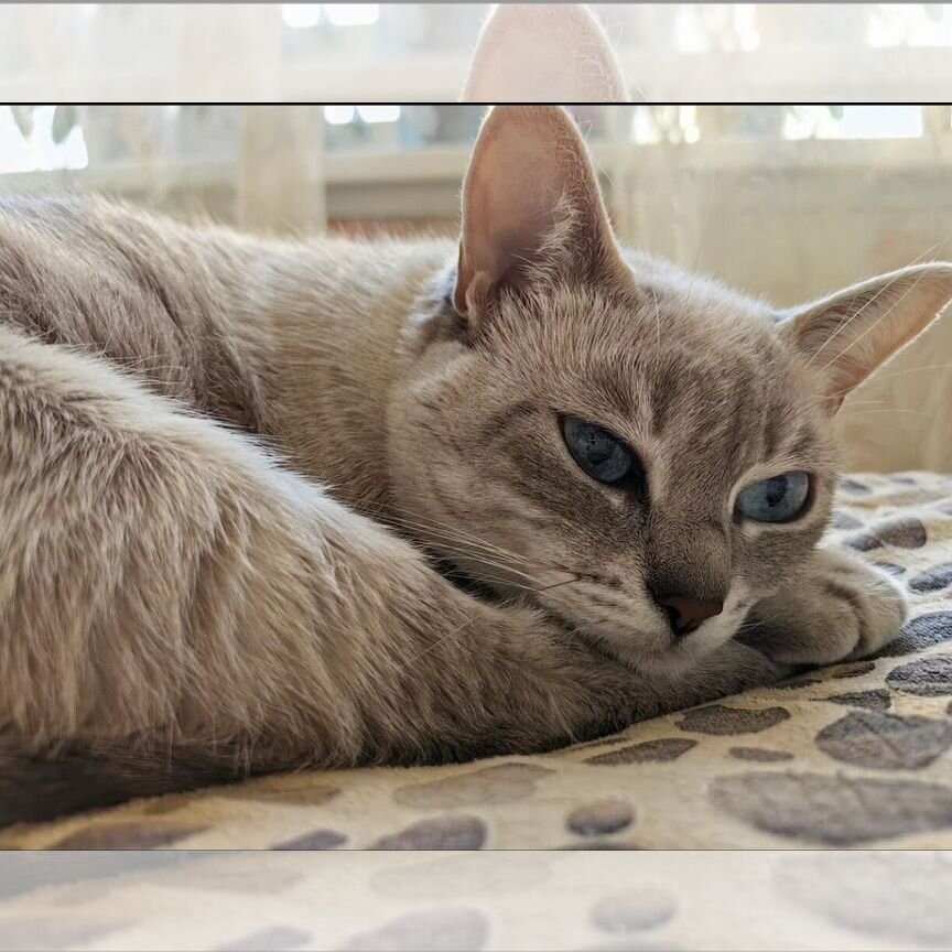 Домашние животные кошки