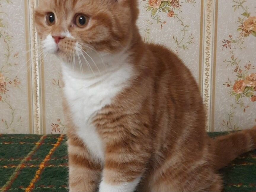 Шотландский Котёнок скоттиш страйт девочка