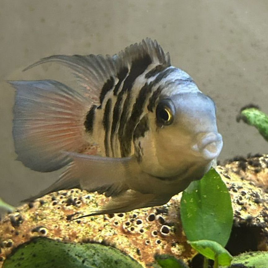 Рыбки попугаи (панды)