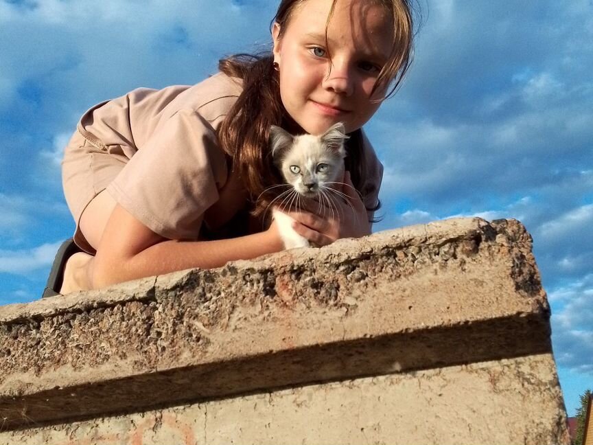 Нашли котёнка
