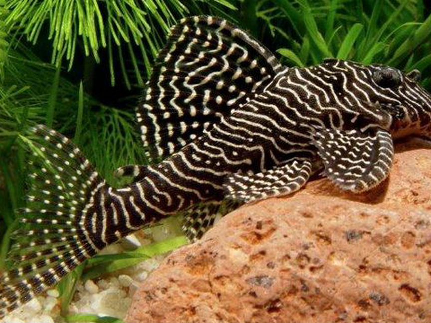 L260 Гипанциструс Королева Арабеска (арт 4350)