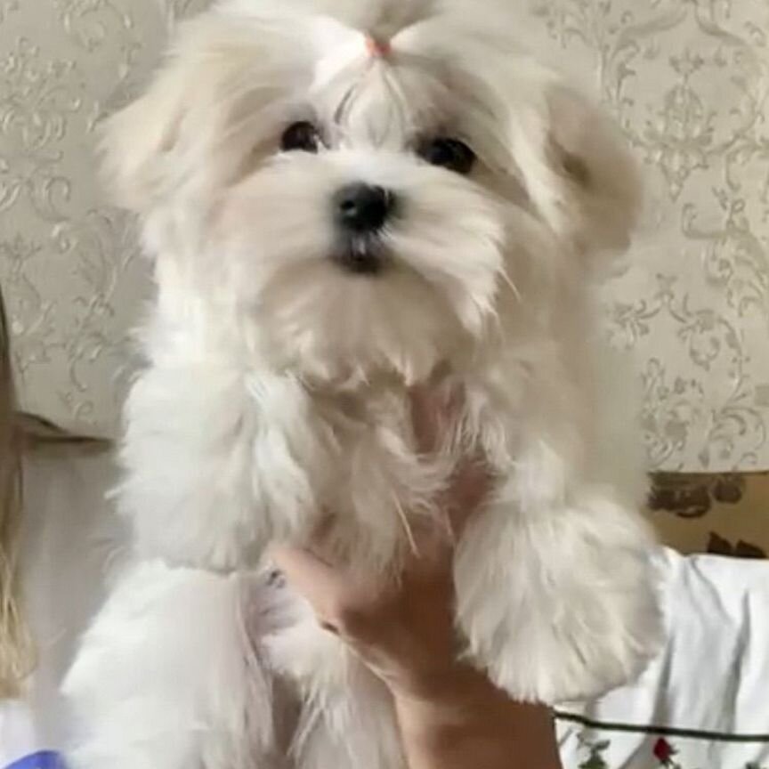 Мальтезе мальчик