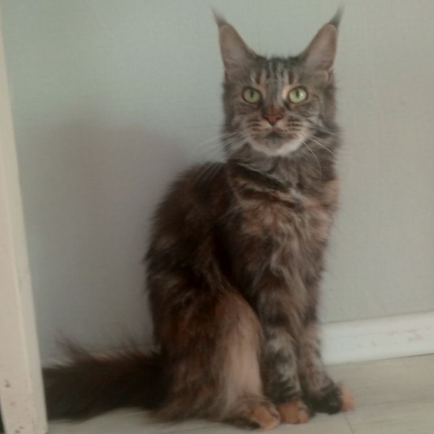 Мейн-кун, взрослая кошка