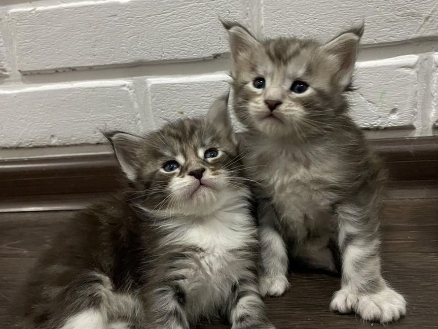 Котята мейн-кун