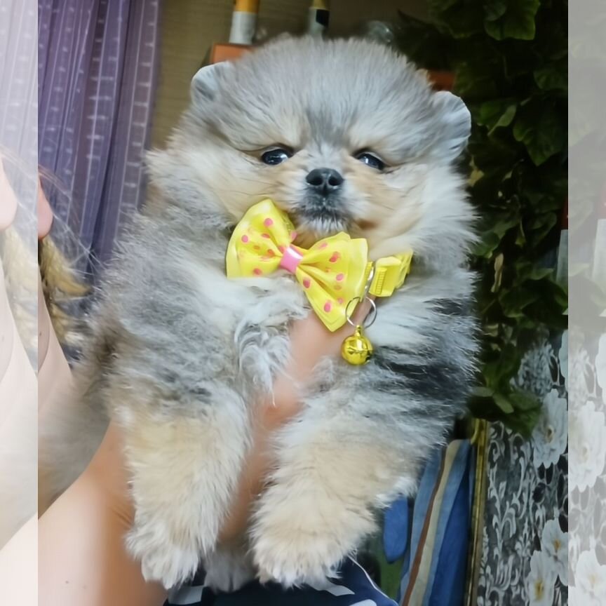 Померанский шпиц, щенок