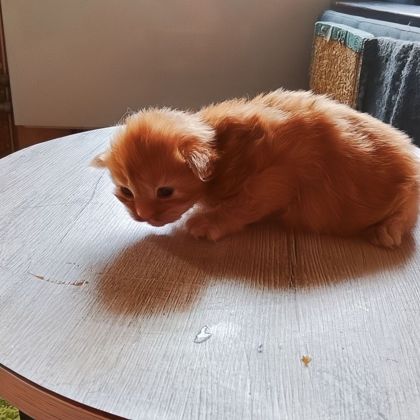 Мейн-кун котёнок