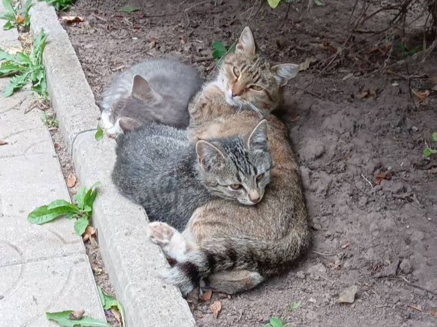 Ловчие котята