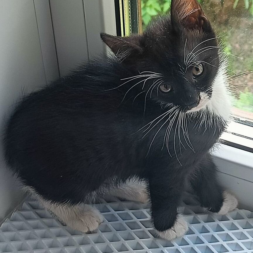 Котенок девочка 2 месяца