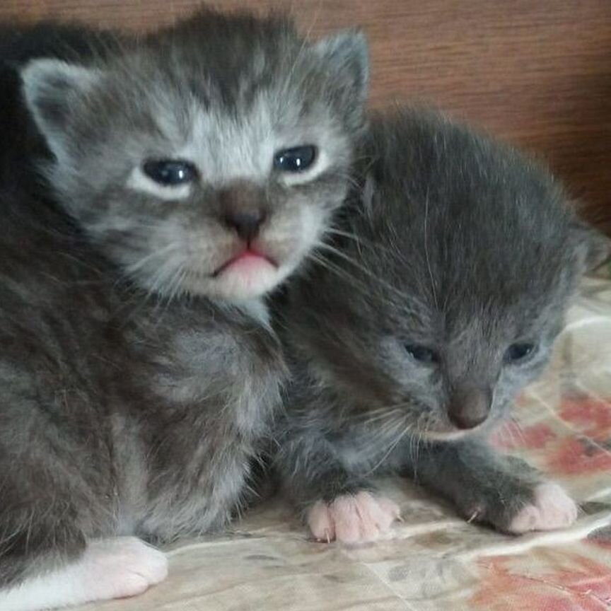 Ласковые котята бесплатно