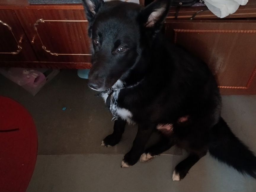 Восточноевропейская овчарка помесь с лайкой