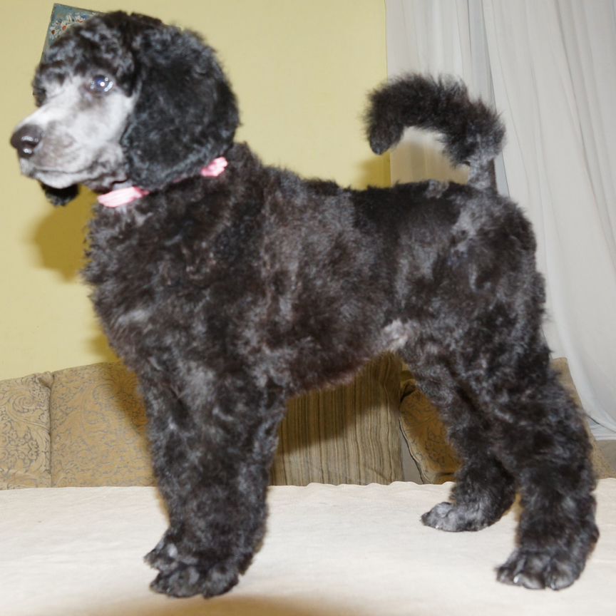 Большой королевский пудель, щенок