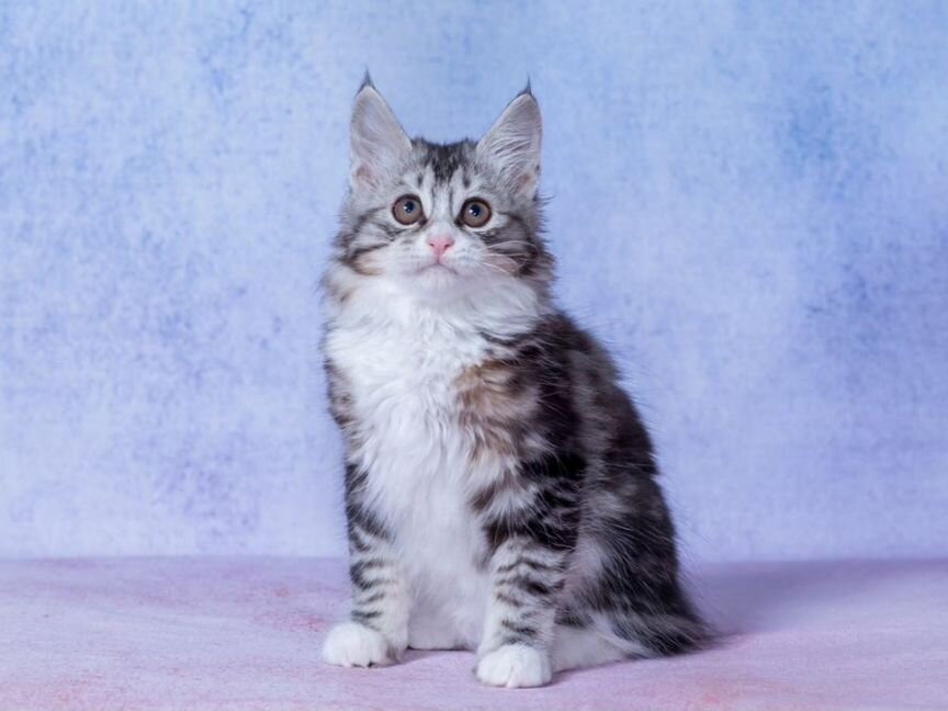 Курильский бобтейл котик