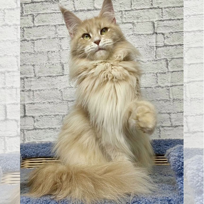 Мейн-кун кошечка