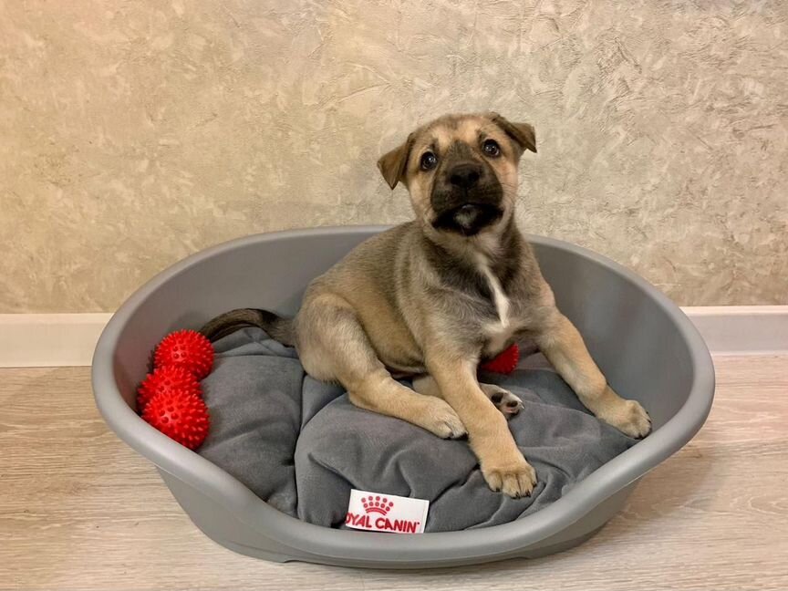 Щенок в добрые руки бесплатно