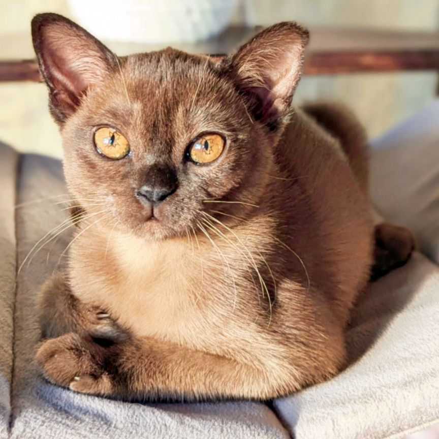 Кошечка Европейской бурмы