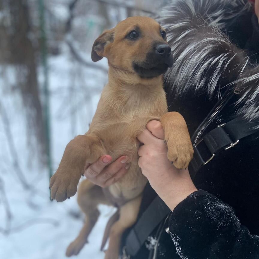 Щенуля в добрые руки