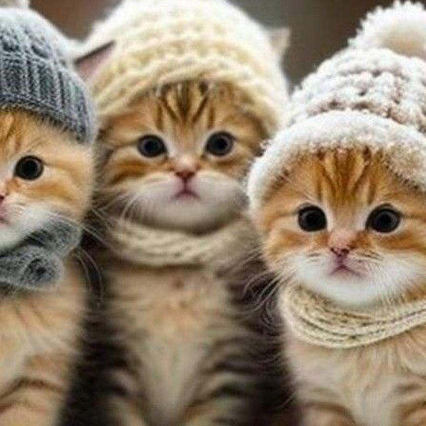 Котята в добрые руки